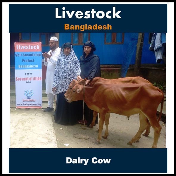 Dairy Cows for Bangladesh Humanitarian Charity