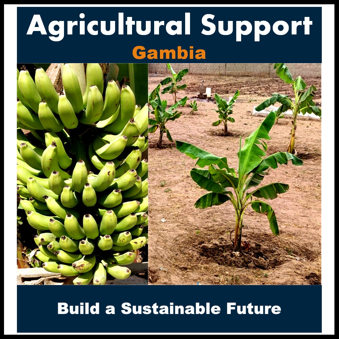 Agriculture Donation Humanitarian Charity